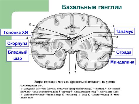 Конечный мозг Анатомия презентация онлайн