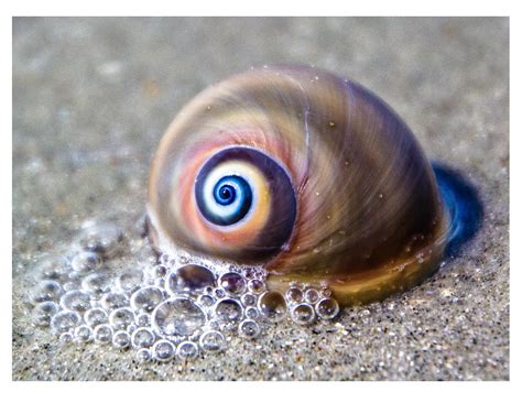 Moon Snail Habitat At Roderick Wilkerson Blog