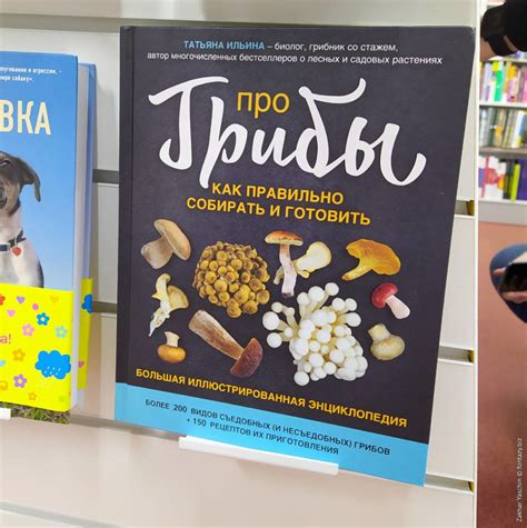 Шрифт Барбарис \ Barberry – FontaZY