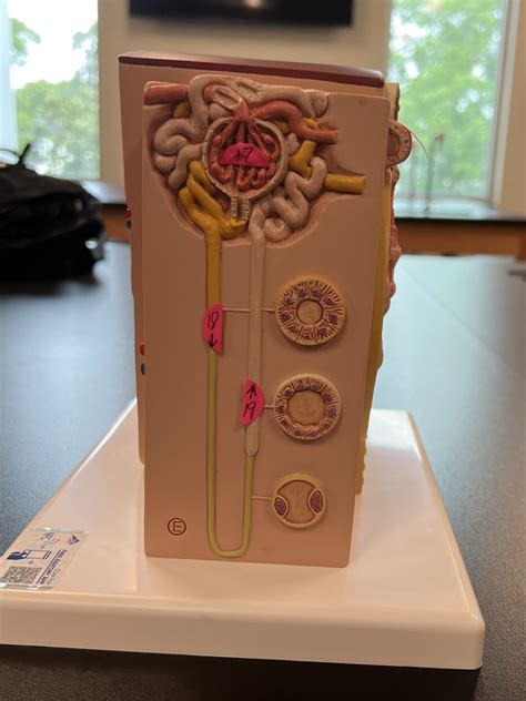 Nephron Loop Diagram Quizlet