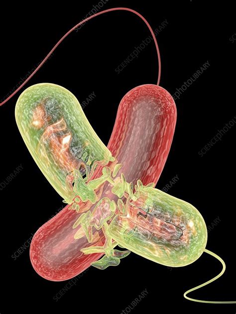 Bacteria Killing Other Bacteria Artwork Stock Image C0105355