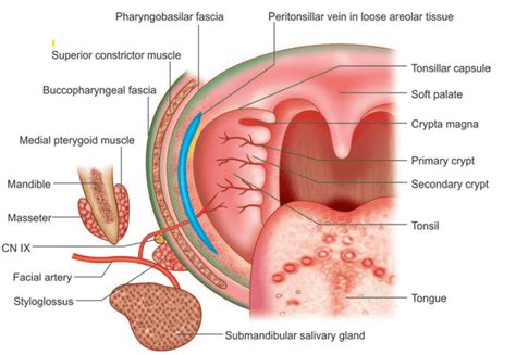 Anatomy And Physiology Of Tonsils Dr Sanu P Moideen