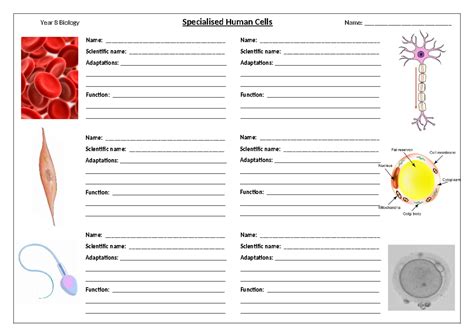 Cells Worksheet Year 8