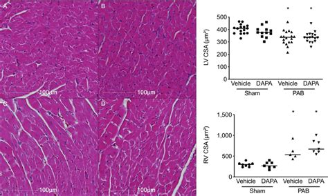 Representative H E Staining To Assess For Cardiomyocyte Cross
