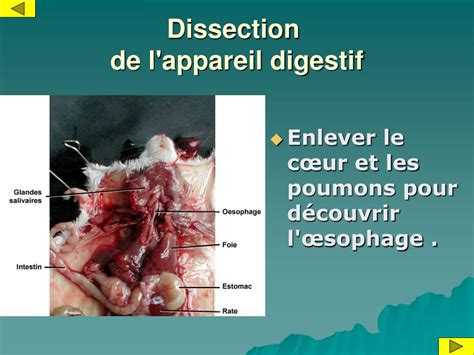 Ppt La Dissection De La Souris Powerpoint Presentation Free Download