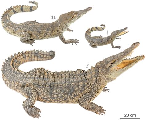 American Crocodile Crocodylus Acutus