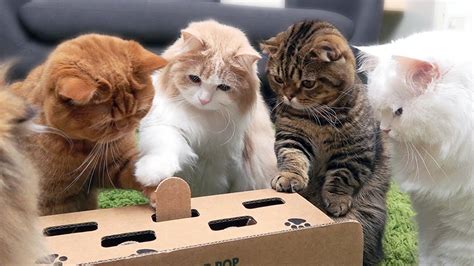 고양이가 너무 귀여워서 장난을 멈출 수가 없어요 Youtube