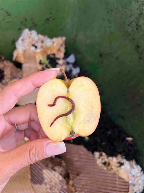 Pure Red Wiggler Composting Worms Eisenia Foetida