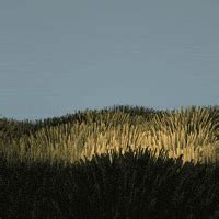 Grass Animated S Find And Share On Giphy