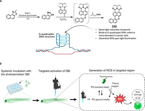 Photodynamic Therapy Using A Heavy Atom Free G Quadruplex Targeted Photosensitizer To