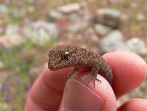 Lizards Of The Flinders Ranges Andy Down Under
