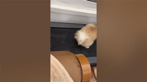 러닝머신에 응가싸는 강아지ㅠㅠ Youtube