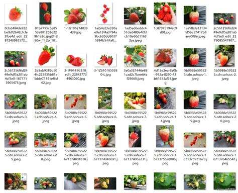 基于yolov5的草莓成熟度检测系统，可进行图像目标检测，也可进行视屏和摄像检测（pytorch框架）【python源码ui界面功能源码
