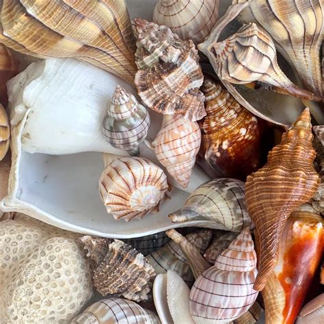 Assorted Seashells Etsy