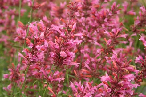 10 Plants That Look Like Lavender Quick Care Guides