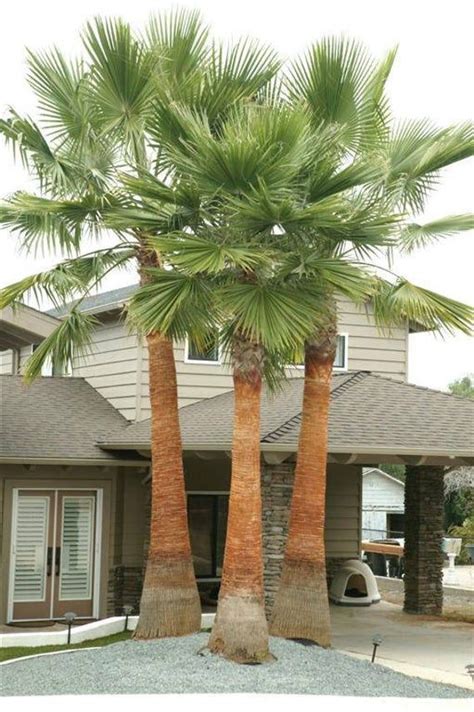 Washingtonia Robusta Seedling