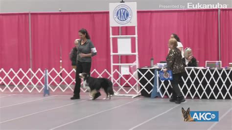 Master Open Sunday Akctv