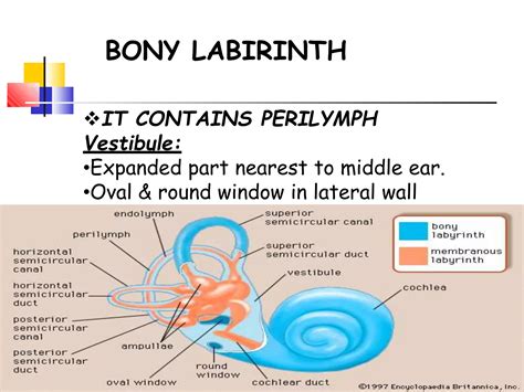 Ear Anatomy And Physiology Pptx