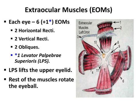 Action Of Extraocular Muscles And Various Laws Involved Pptx