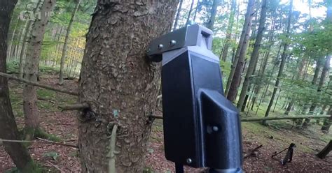 Czech Scientists Develop Probe To Help Fight Bark Beetle Infestation Czech And Slovak Leaders