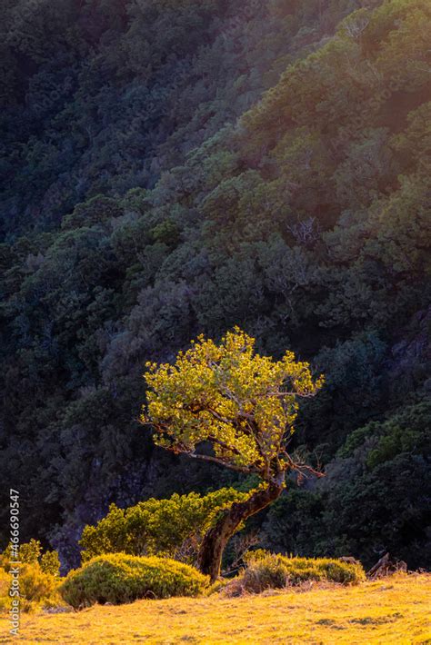 Cute Small Laurel Tree In The Fanal Forest Madeira Lit By The Morning Sun During Sunrise In The
