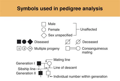 Solved Symbols Used In Pedigree Analysis Male Female Sex Unspecified