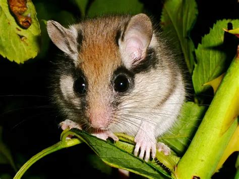 Garden Dormouse Facts Diet Habitat And Pictures On Animaliabio