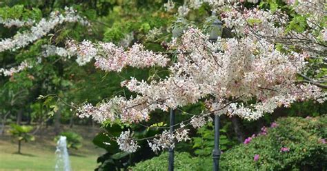 10 Unique Ornamental Trees