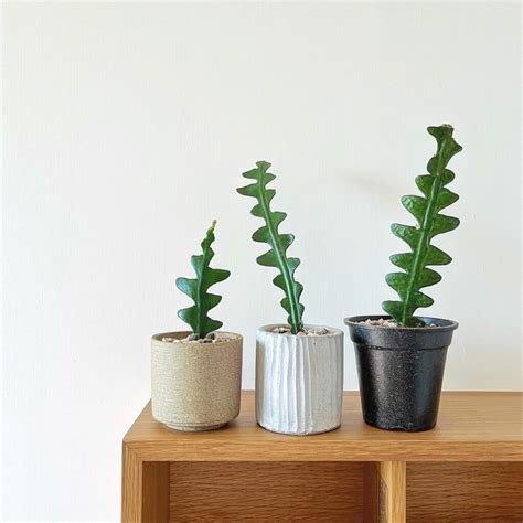 A Comprehensive Guide To Fishbone Cactus Care