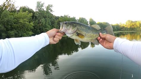 Topwater Bass Fishing Youtube