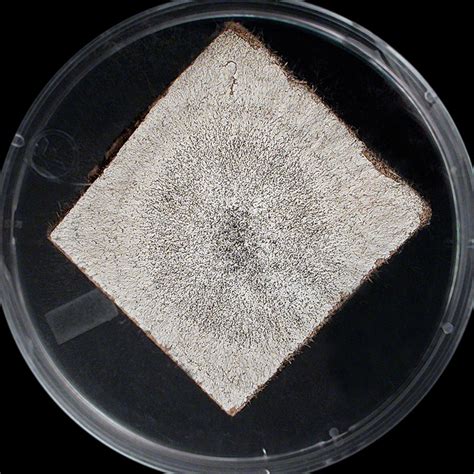 Ulocladium Chartarum Institut National De Santé Publique Du Québec