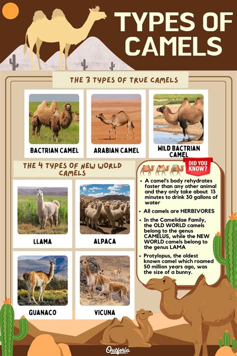 Camel Animal Description At Alexander Jarrett Blog
