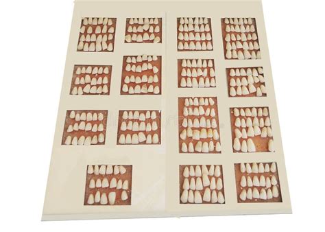 Artificial Teeth Samples For Shape And Color For Denture Stock Image Image Of Samples
