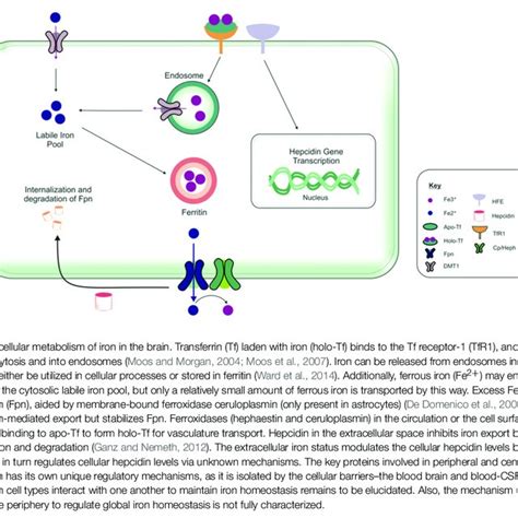Schematic Representation Of The Modulation Of Iron Metabolism And