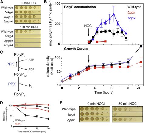 Polyphosphate Is A Primordial Chaperone Molecular Cell