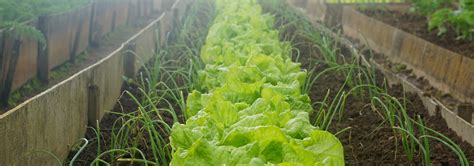 Agricultura Sostenible Ibma