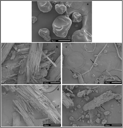 Sem Images A Isolated Soybean Protein Se After Enzymatic Hydrolysis B
