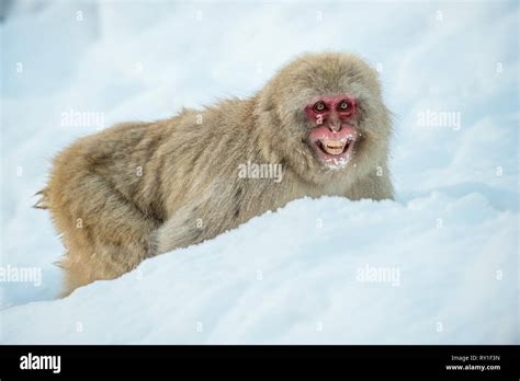 Japanese Macaque On The Snow Winter Season The Japanese Macaque