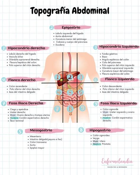 9 Cuadrantes Abdominales Y Sus Organos
