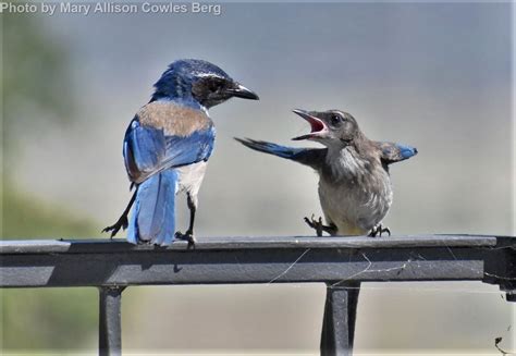 California Scrub Jay East Cascades Audubon Society