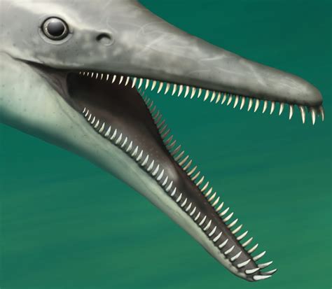 A ‘weird Ancient Marine Reptile Surfaces Thanks To The ‘bone Biddies