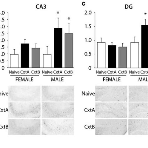 No Sex Differences In Dorsal Hippocampus And Amygdala Cfos Activity