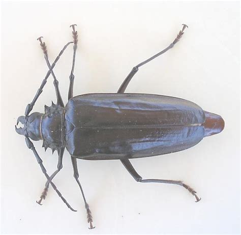 Palo Verde Root Borer Derobrachus Hovorei Bugguide Net