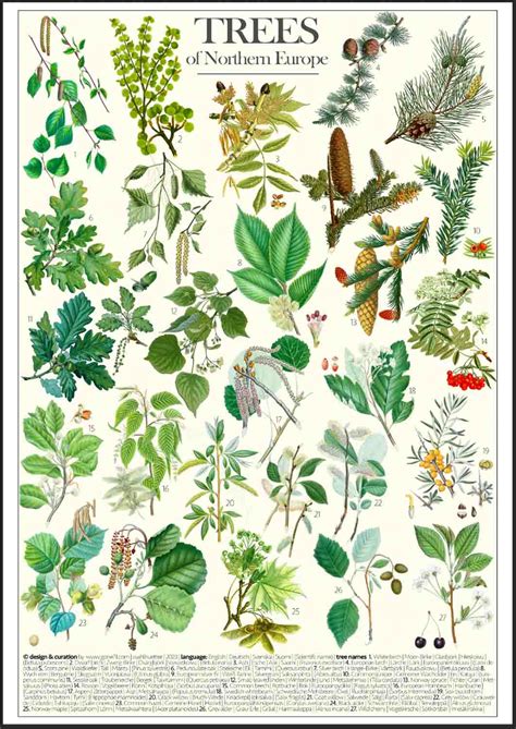 Trees Of Northern Europe Poster Gone71 N