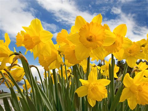 Summer Flower Daffodil Flowers