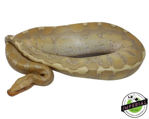 Sunset Borneo Short Tail Python Yearling For Sale Imperial Reptiles Imperial Reptiles And Exotics