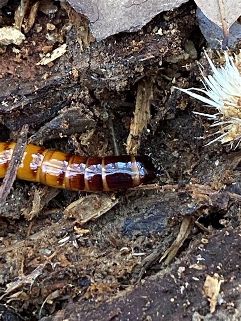 What Is This Thing Looks Like A Wire Worm Over Two Inches Eastern