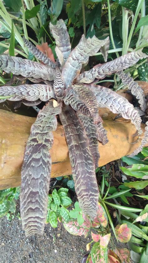 [โค้ชณิศาตลาดออนไลน์] ไม้มงคล ปลูกเพื่อเสริมสิริมงคลให้บ้านดูมีมูลค่าเพิ่ม เรียกโชค เรียกลาภ