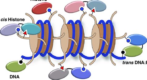 Writing Erasing And Reading The Histone And Dna Modification Download Scientific Diagram
