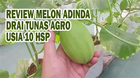 Review Sekejap Melon Adinda Tunas Agro Di Ketinggian 800 Mdpl Usia 10